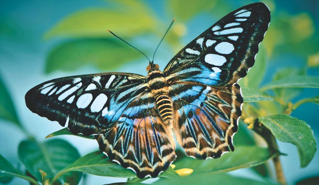 Leading with Intention: Embracing the Butterfly Effect - SMA Group